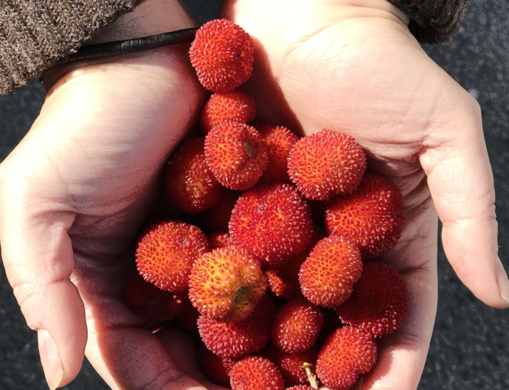 12 Days of Yule: Day 10- Yule Elf Folklore for Children : Jenn Campus ...