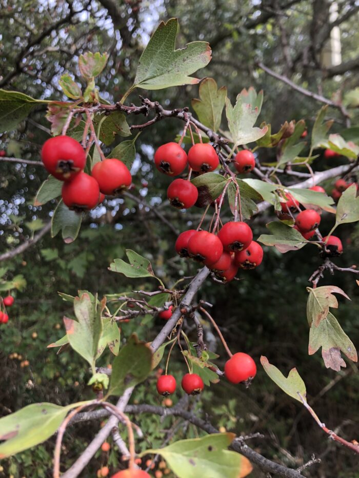 Hawthorn: Tree of Fairies, Love & Liminal Spaces (+Hawthorn Elixir ...