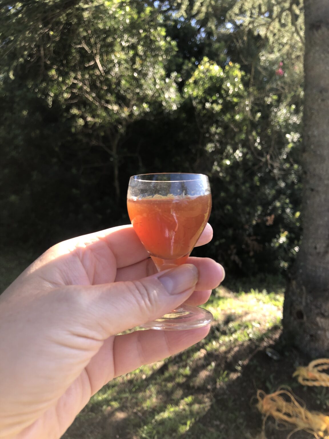 Hawthorn: Tree of Fairies, Love & Liminal Spaces (+Hawthorn Elixir ...