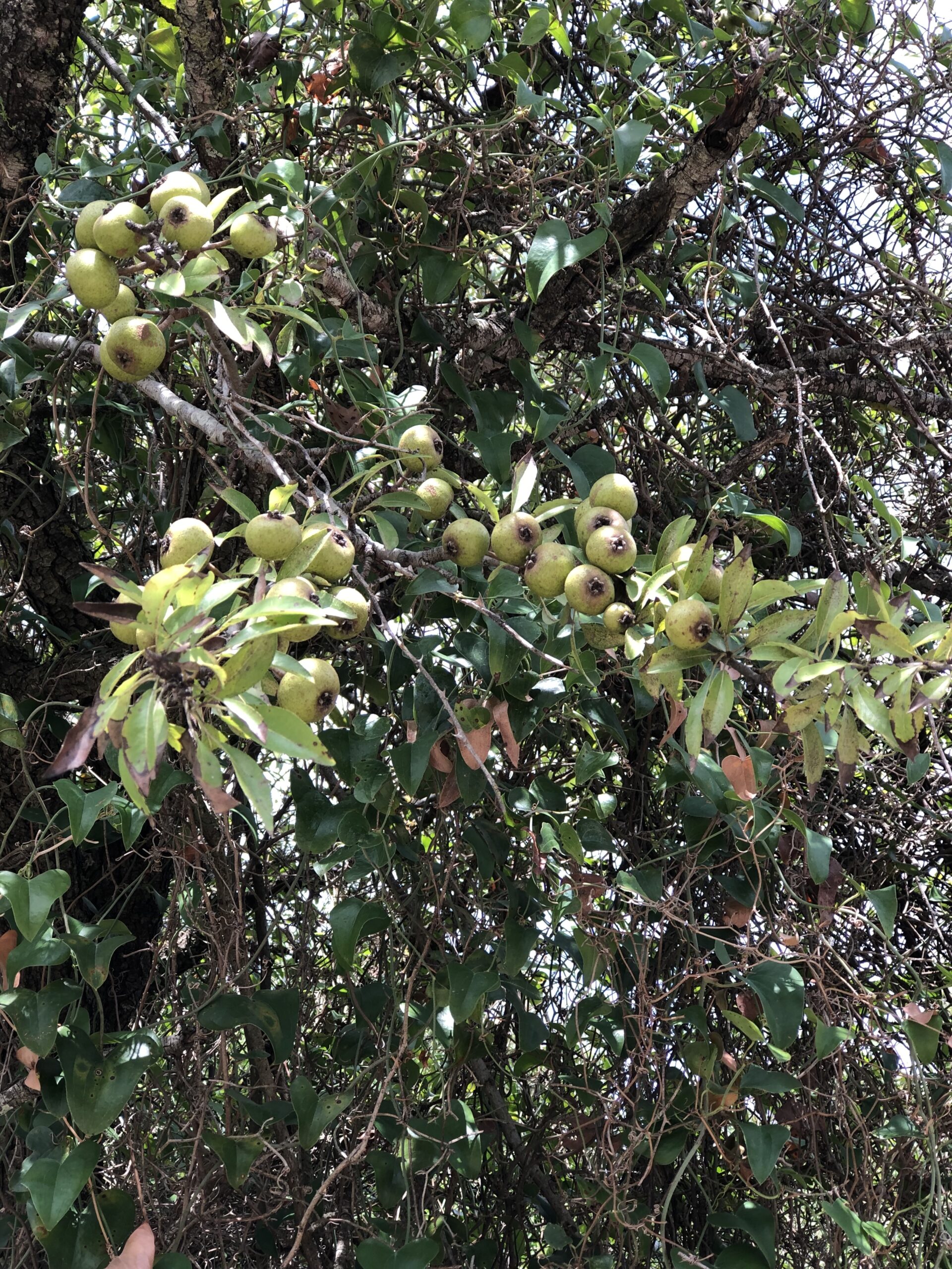 Late Autumn Old-World Fruits: Medlar & Wild Pear (part 2) : Jenn Campus ...