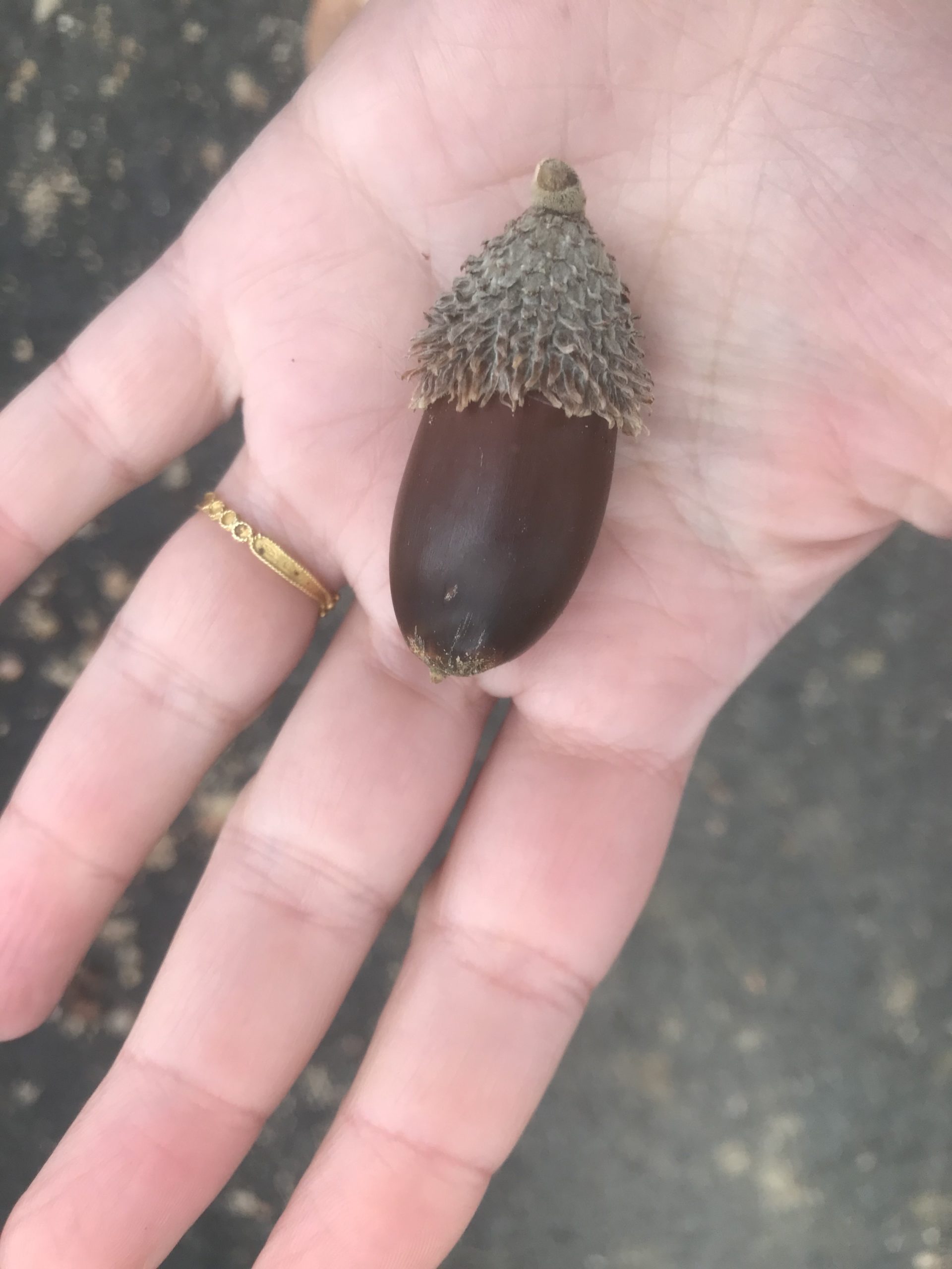 Sacred Foods: Acorn Magic : Jenn Campus Author