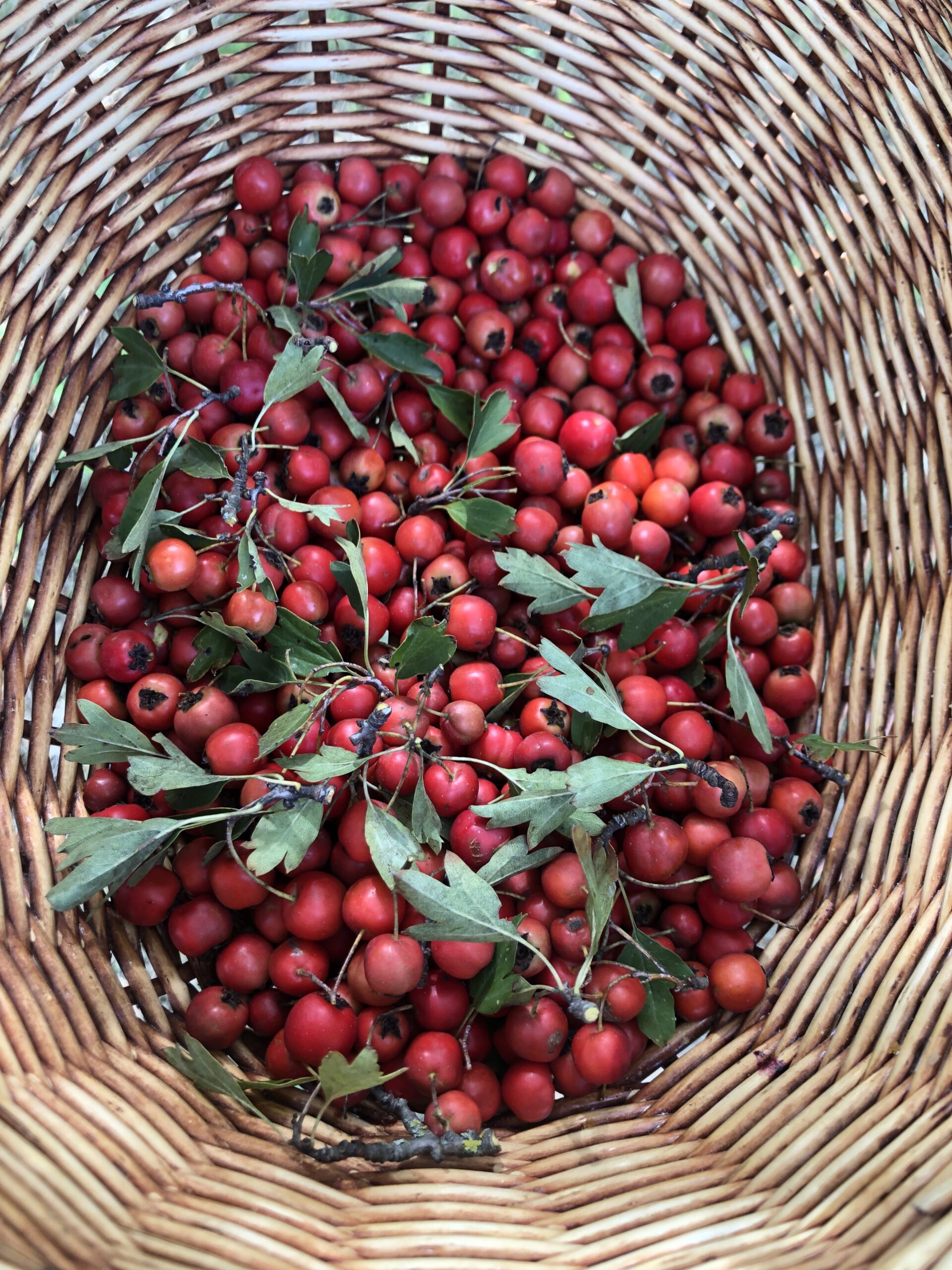 Hawthorn: Tree of Fairies, Love & Liminal Spaces (+Hawthorn Elixir ...
