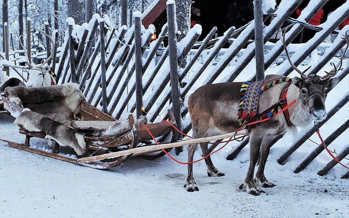 12 Days of Yule: Day 5 - Sacred Reindeer : Jenn Campus Author